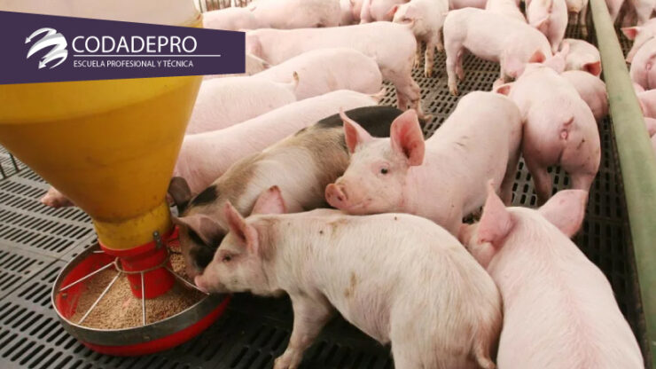 ELABORACIÓN DE ALIMENTO BALANCEADO PARA CERDOS ONLINE – CODADEPRO